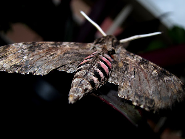 Convolvulus Hawk-moth | Project Noah