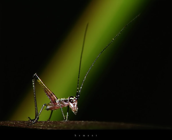 Longhorned Grasshopper Nymph | Project Noah