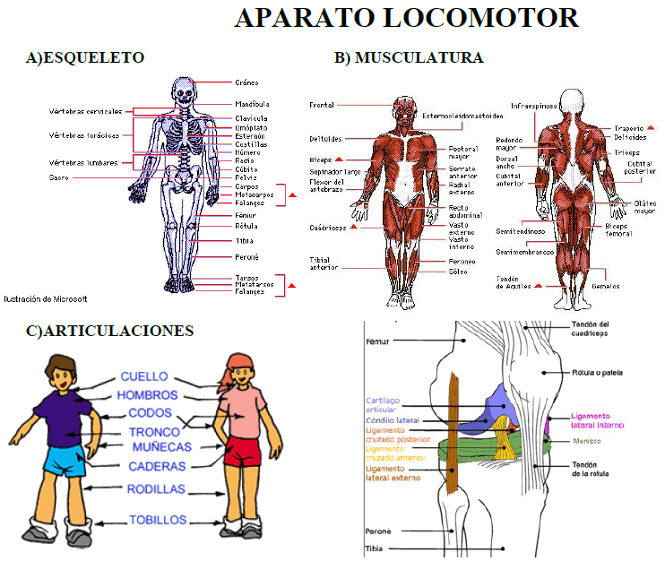 Fichas del sistema locomotor - Imagui