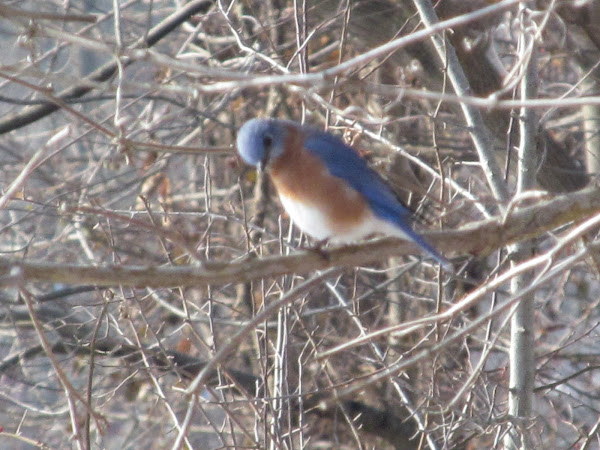 Eastern Bluebird | Project Noah