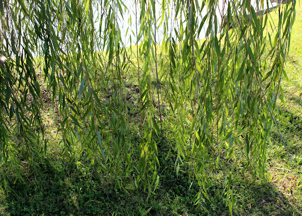 Weeping willow | Project Noah