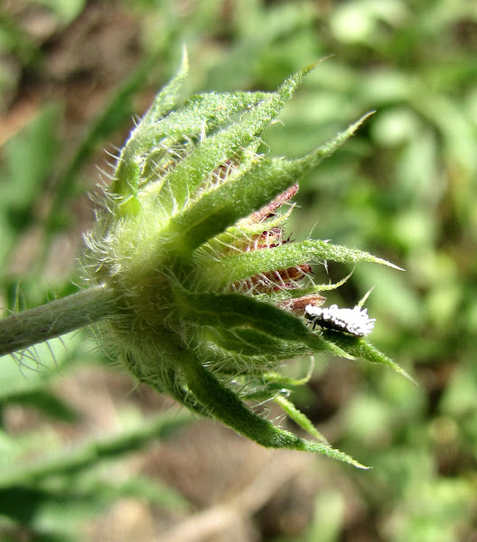 Mealybug destroyer, a ladybug nymph | Project Noah