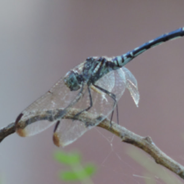 Swift Setwing | Project Noah