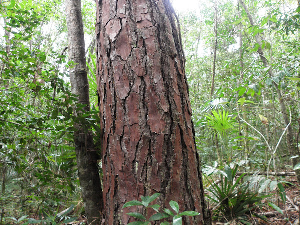 Caribbean Pine | Project Noah