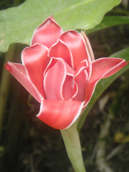 Torch Ginger | Project Noah