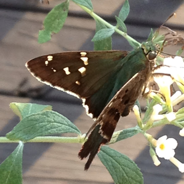 Long-tailed Skipper | Project Noah