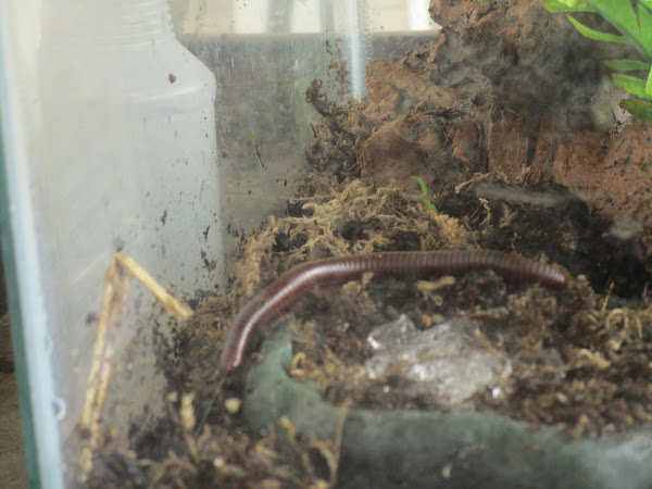 Millipede | Project Noah