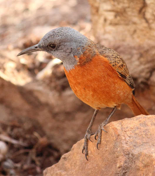 Cape Rock-thrush (Male) | Project Noah