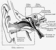 EDDY EDSUS: ANATOMIA Y FISIOLOGIA - La audición