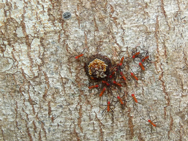 Assassin bug Egg mass | Project Noah