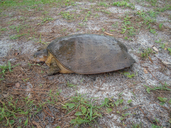 Florida Softshell Turtle | Project Noah