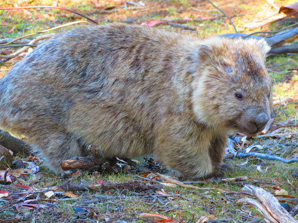 Common Wombat | Project Noah