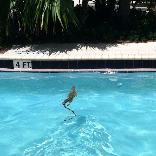 Green iguana | Project Noah