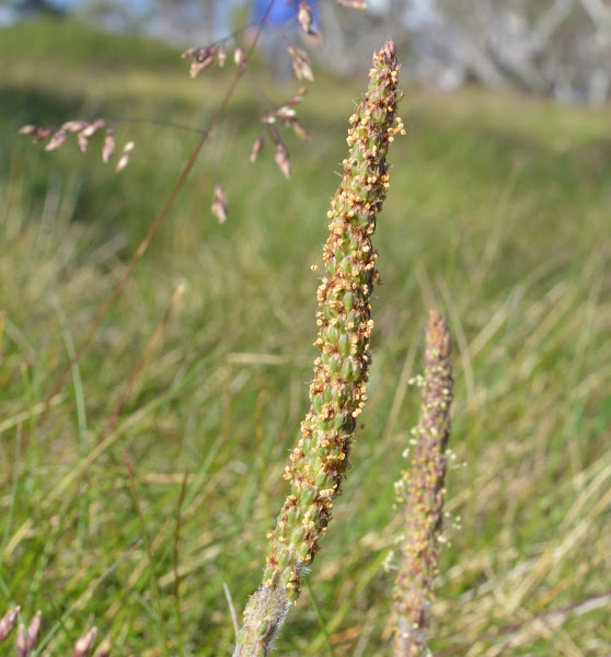 Broad Plantian | Project Noah