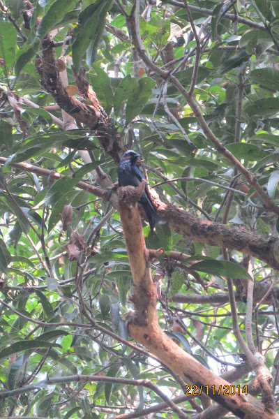 Ashy Drongo | Project Noah