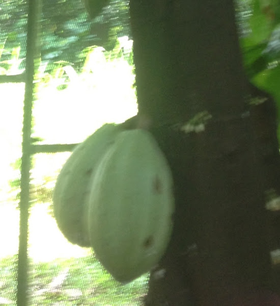 Cacao tree | Project Noah