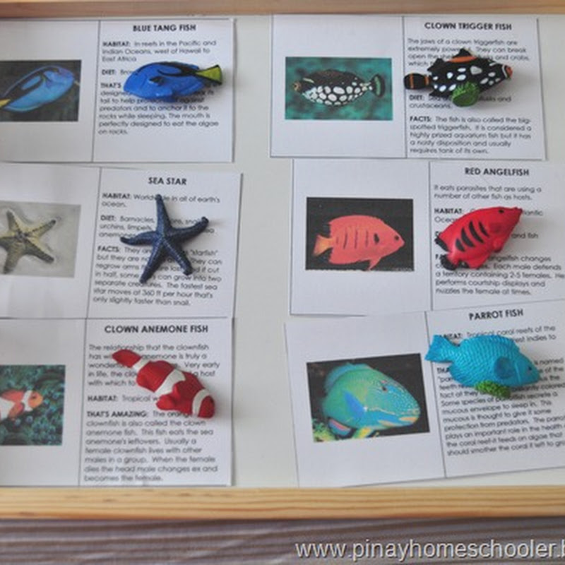 Coral Reefs | The Pinay Homeschooler