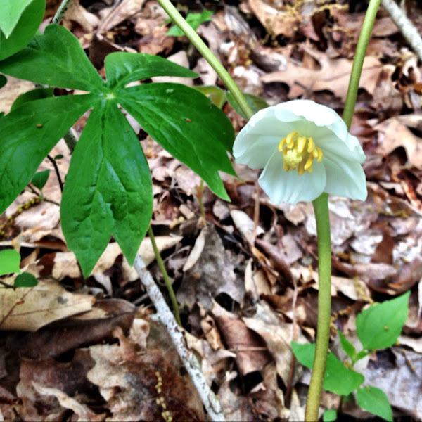 Mayapple | Project Noah