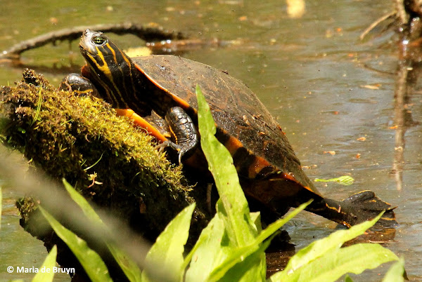 Eastern painted turtle | Project Noah
