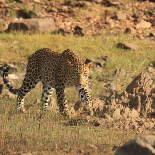 Leopard | Project Noah