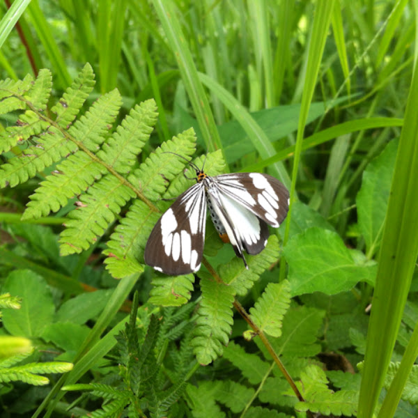 Marbled White Moth | Project Noah