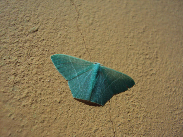 Emerald Moth | Project Noah
