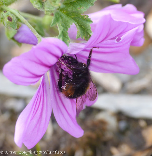 Early-nesting bumblebee | Project Noah