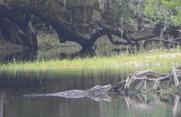 Aligator Americano - Lagarto - American Alligator | Project Noah