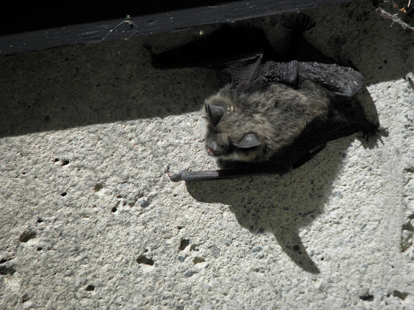 long-eared myotis | Project Noah