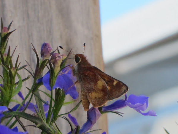 Skipper Butterfly | Project Noah