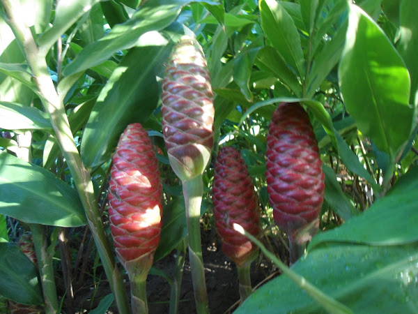 Beehive Ginger | Project Noah