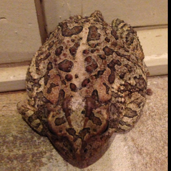 Southern Toad | Project Noah