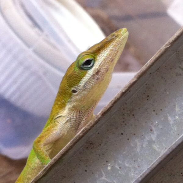 Green Anole | Project Noah
