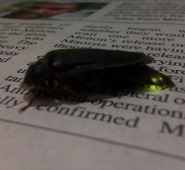 Glow worm | Project Noah