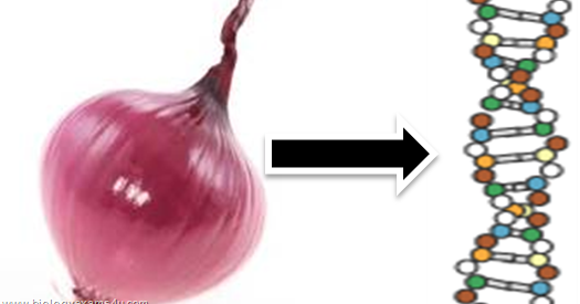 Simple Protocol On DNA Extraction From Onion Cells Biology Exams 4 U simple-protocol-on-dna-extraction-from-onion-cells-biology-exams-4-u