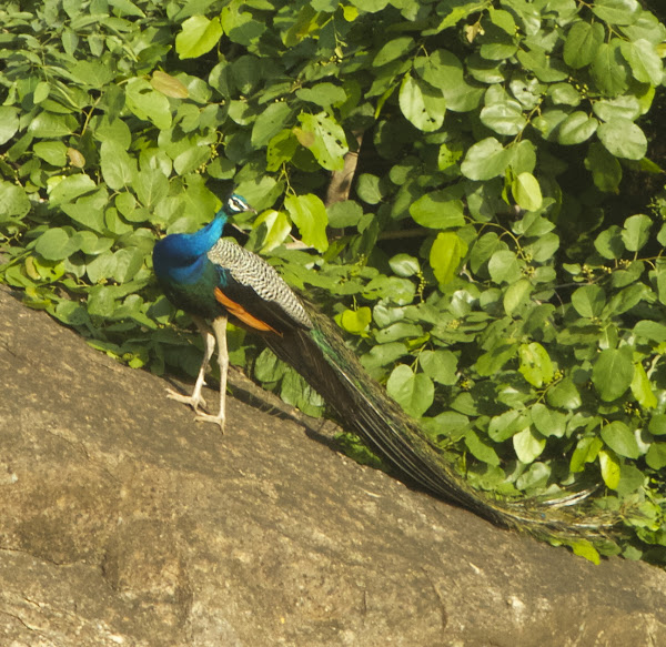 Indian Peafowl (male) | Project Noah