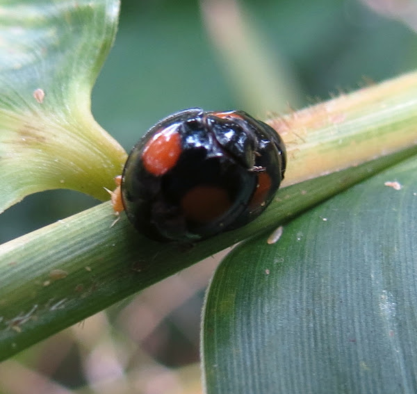 Twice-stabbed ladybugs mating | Project Noah
