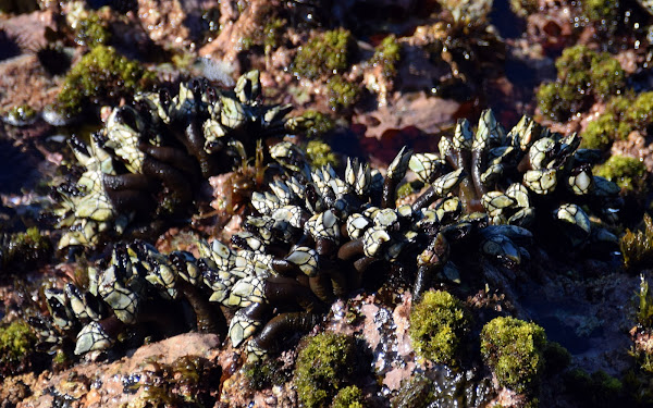 Goose barnacles | Project Noah