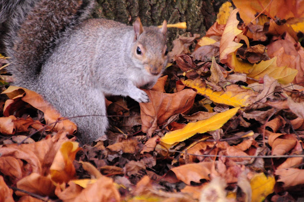Grey Squirrel | Project Noah