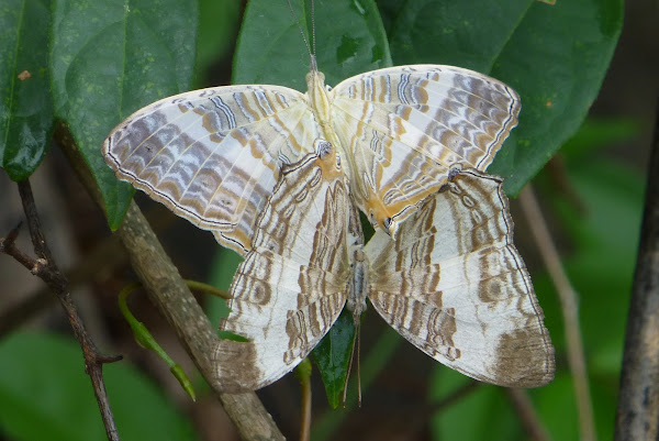 Marbled Mapwing | Project Noah