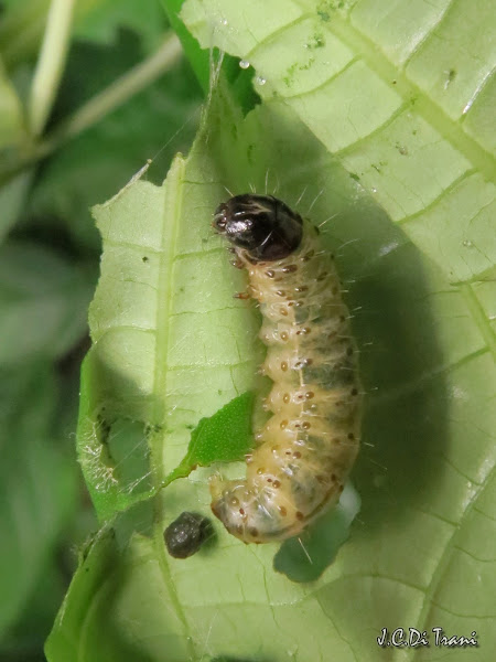 Leaf Roller caterpillar | Project Noah