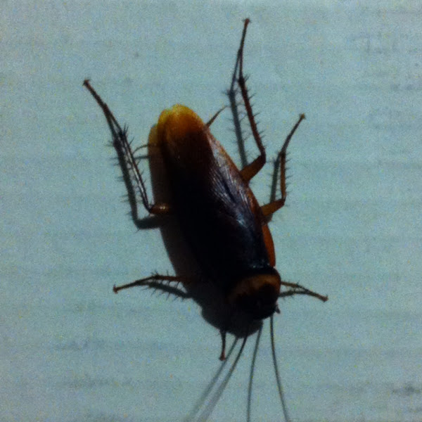 American cockroach | Project Noah