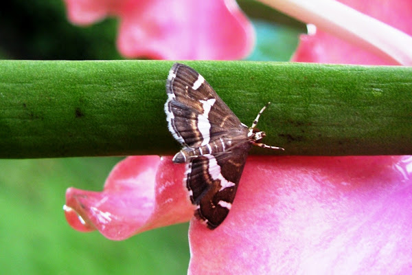Hawaiian Beet Webworm Moth | Project Noah