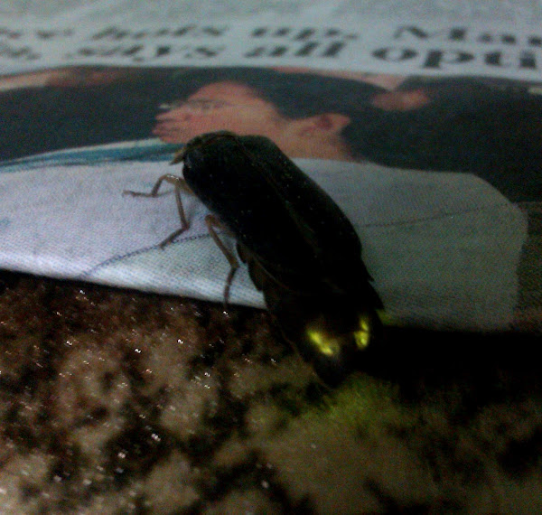 Glow worm | Project Noah