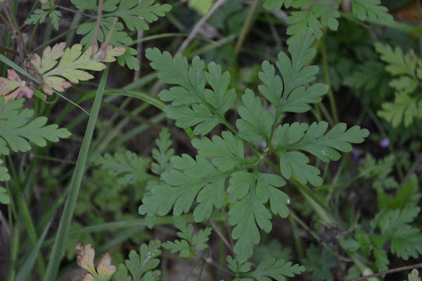 Herb Robert | Project Noah