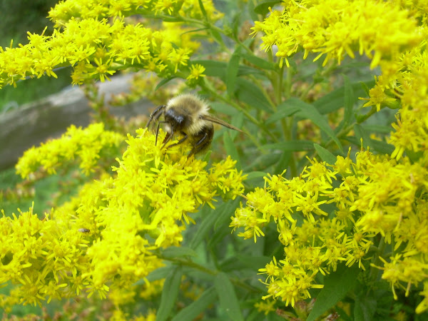 Common eastern bumble bee | Project Noah