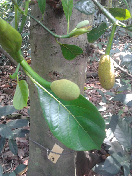Jackfruit Tree | Project Noah
