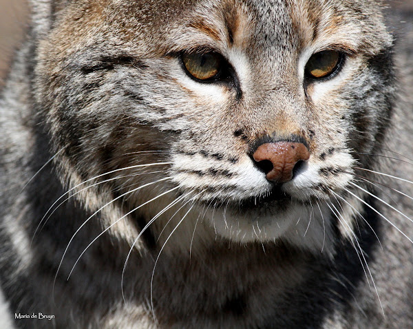 Bobcat | Project Noah
