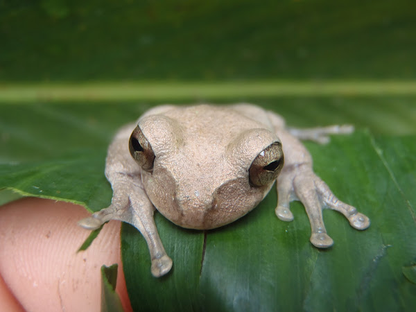 Drab Treefrog | Project Noah