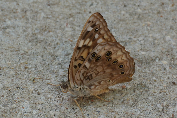 Hackberry Emperor Butterfly | Project Noah